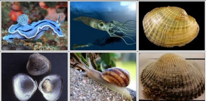 Mengenal Lebih Dekat Peran Mollusca dalam Industri Pangan - Spirit ...